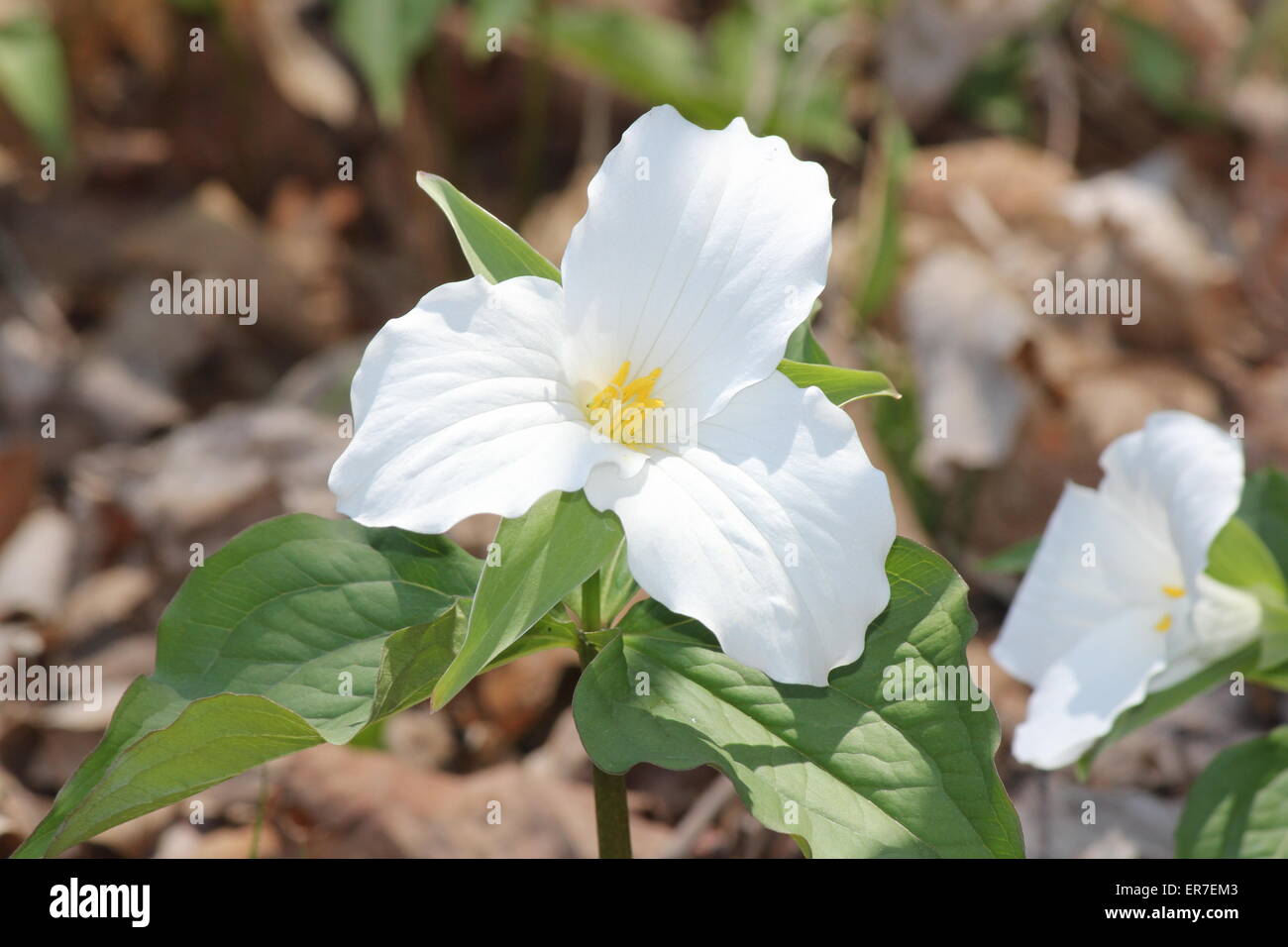 Pretty White Trilliums- grandiflorum near the edge of a tree filled ...
