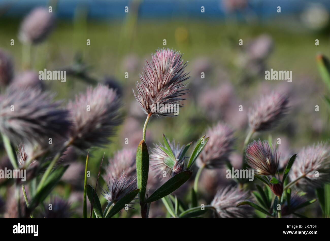 rose grass flowers on field Stock Photo - Alamy