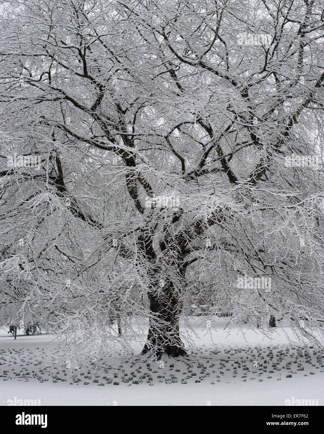 Snow on Tree in Henrietta Park Bath Somerset Stock Photo - Alamy