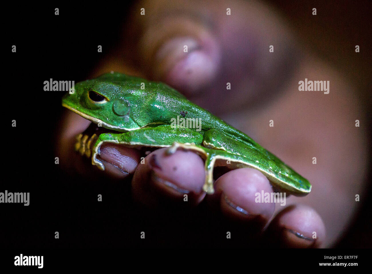 monkey tree frog on hand Stock Photo - Alamy