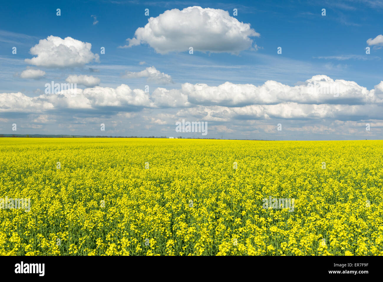 Yellow rapeseed field and blue sky, a beautiful spring landscape Stock ...