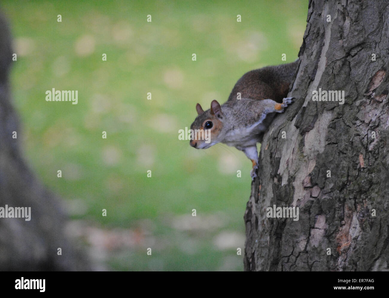 Frightened squirrel hi-res stock photography and images - Alamy