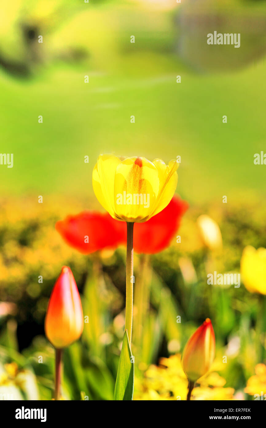 Spring beautiful flowers tulips photographed close up Stock Photo - Alamy