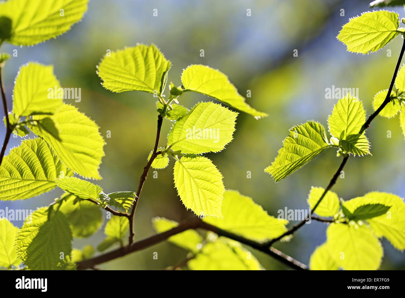 Beautiful leaves on the tree photographed close up Stock Photo - Alamy