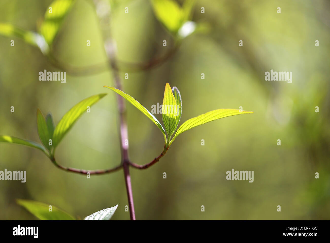 Beautiful leaves on the tree photographed close up Stock Photo - Alamy
