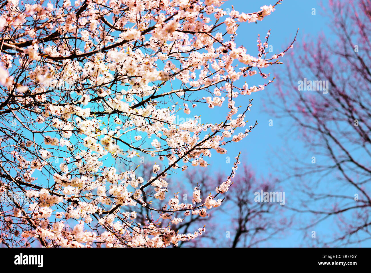 Spring flowers on the tree photographed close up Stock Photo - Alamy