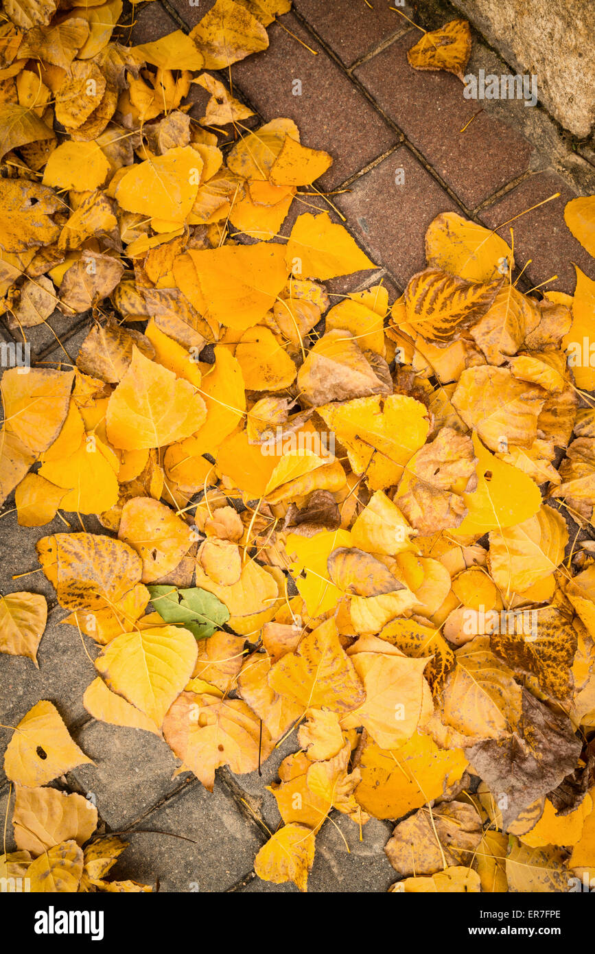 Autumn leaves scattered on a cobblestone street Stock Photo - Alamy