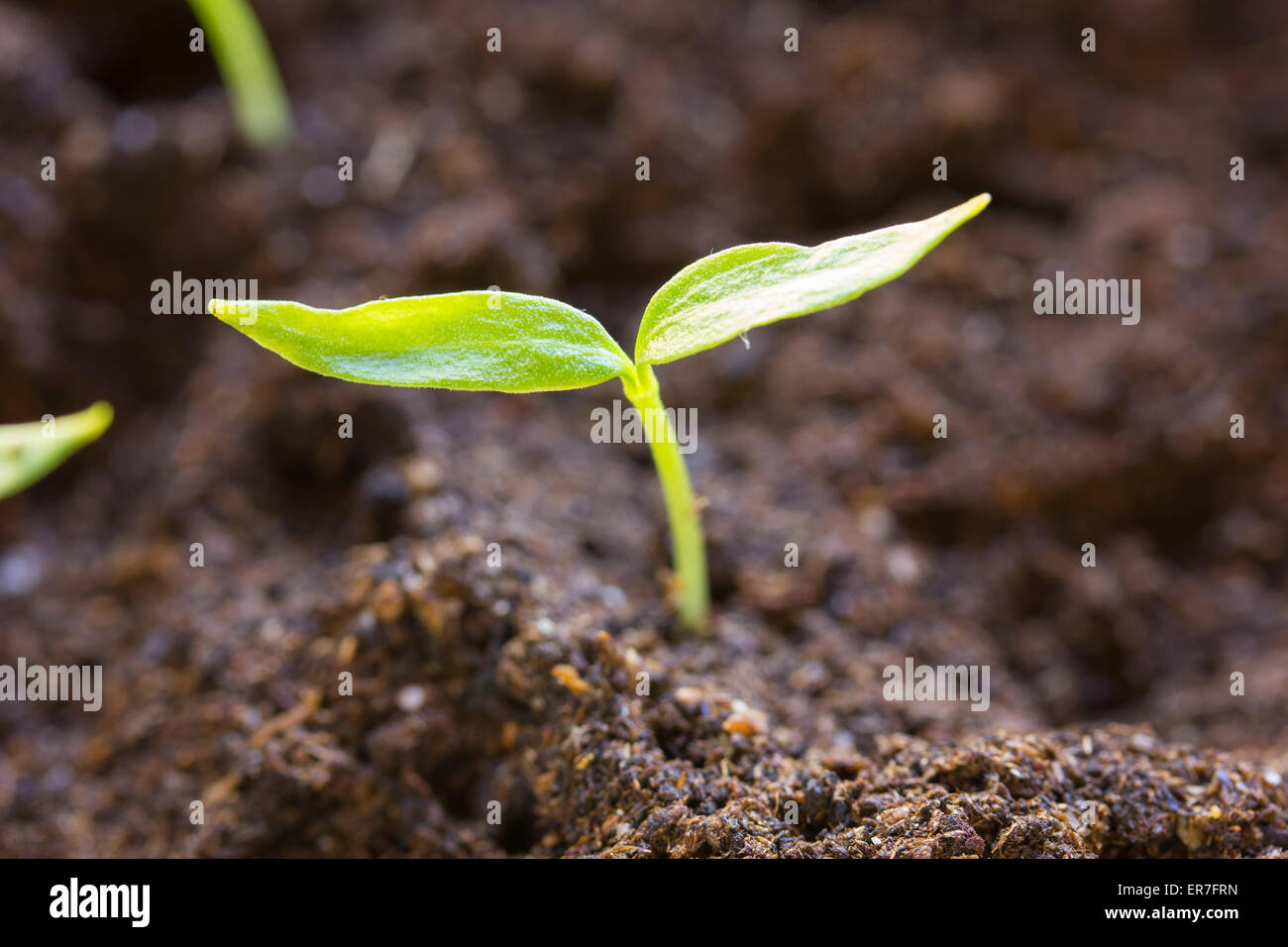 Capsicum seedling hi-res stock photography and images - Alamy