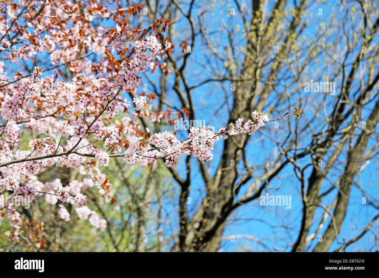 Spring flowers on the tree photographed close up Stock Photo - Alamy