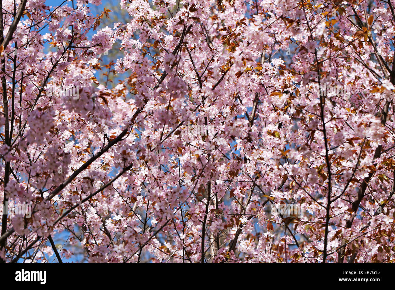 Spring flowers on the tree photographed close up Stock Photo - Alamy