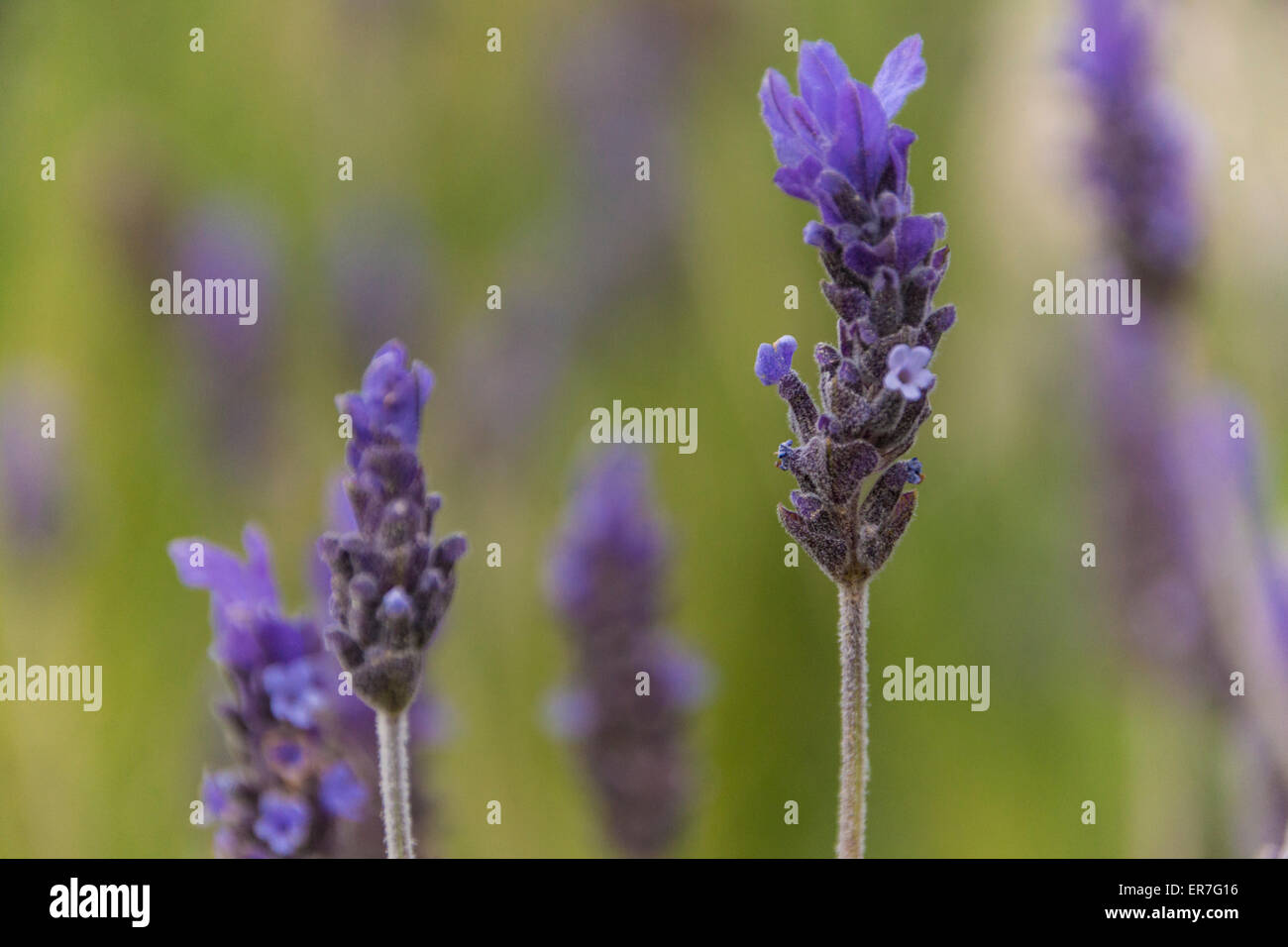 Israel. Topped lavender flower field in the Golan heights Stock Photo ...