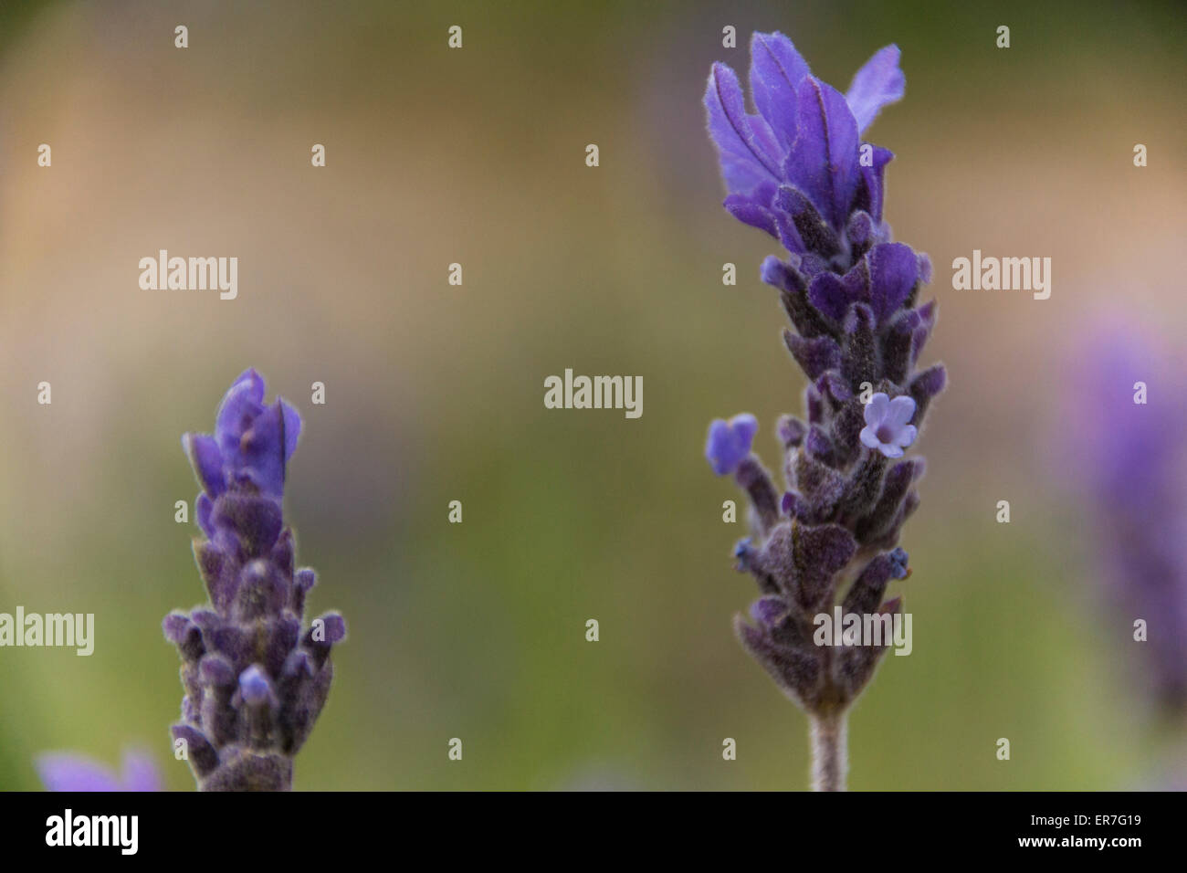 Israel. Topped lavender flower field in the Golan heights Stock Photo ...