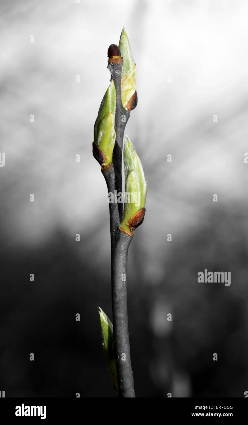 Beautiful leaves on the tree photographed close up Stock Photo - Alamy