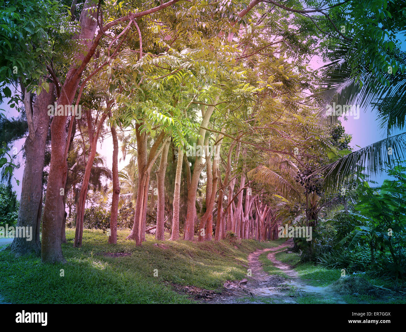 Trail among trees in hi-res stock photography and images - Alamy