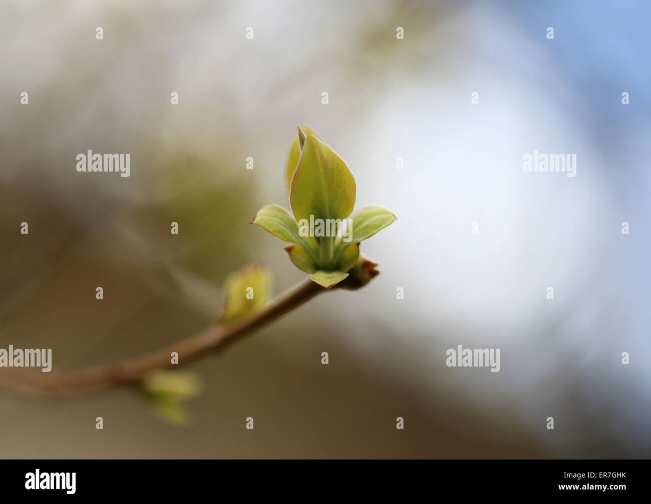Beautiful leaves on the tree photographed close up Stock Photo - Alamy