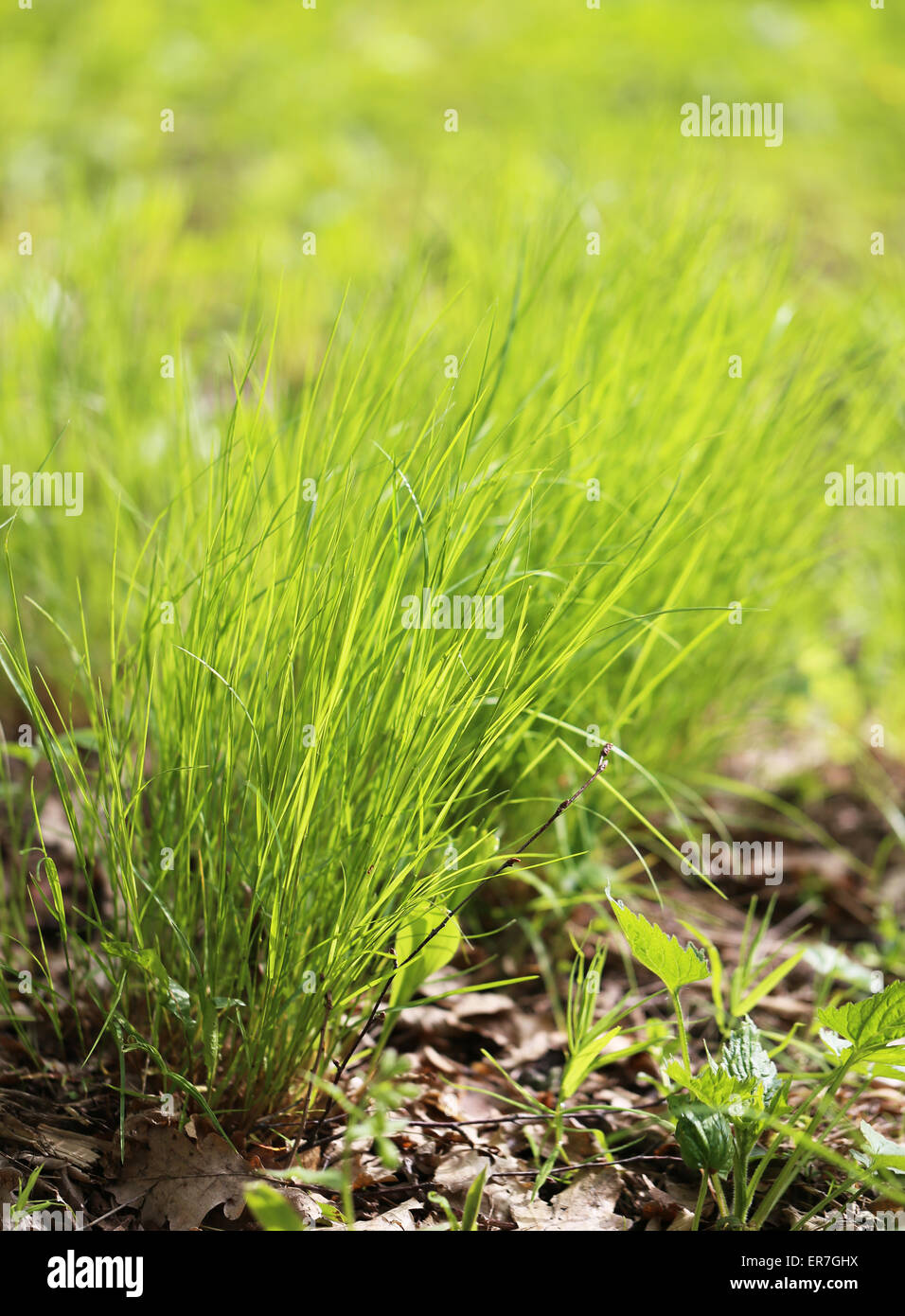 Green grass in a field photographed close up Stock Photo - Alamy