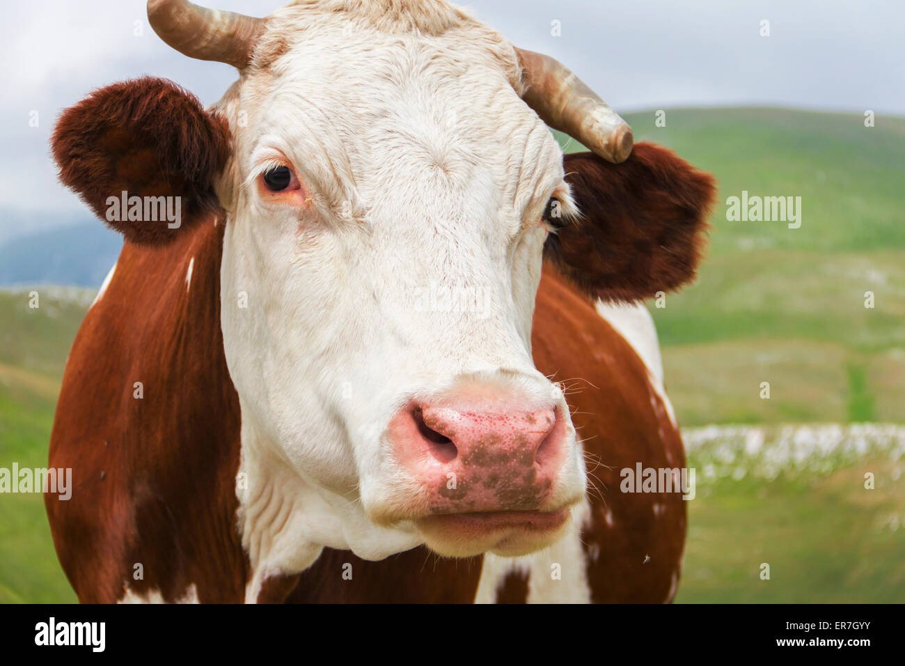 Red cow looking into camera and a green background with many hills ...