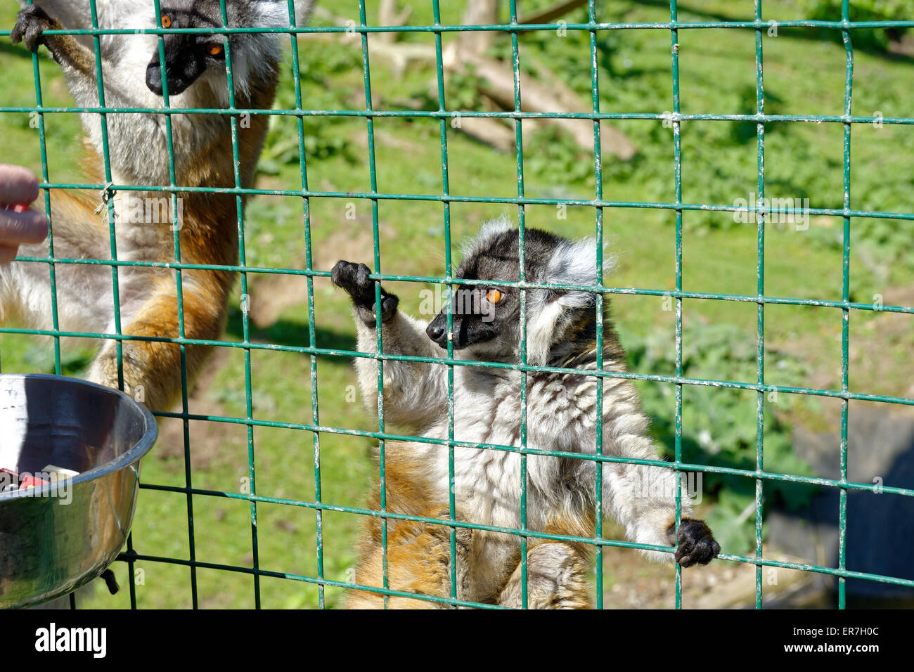 Zoo Keeper Feeding Lamurs, Sandown Zoo, Sandown, Isle of Wight, England ...