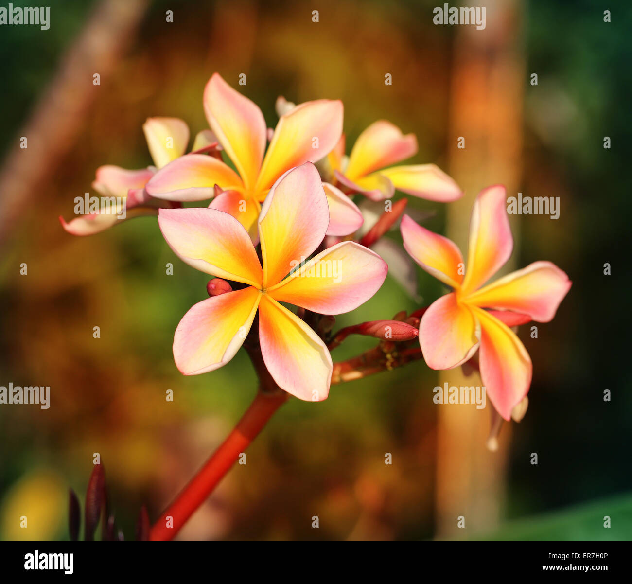 beautiful colorful tropical flower photographed close up Stock Photo ...