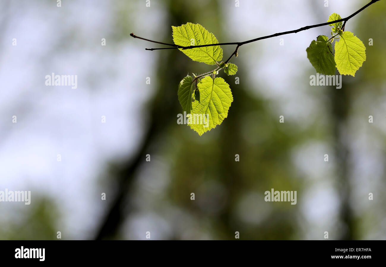 Beautiful leaves on the tree photographed close up Stock Photo - Alamy