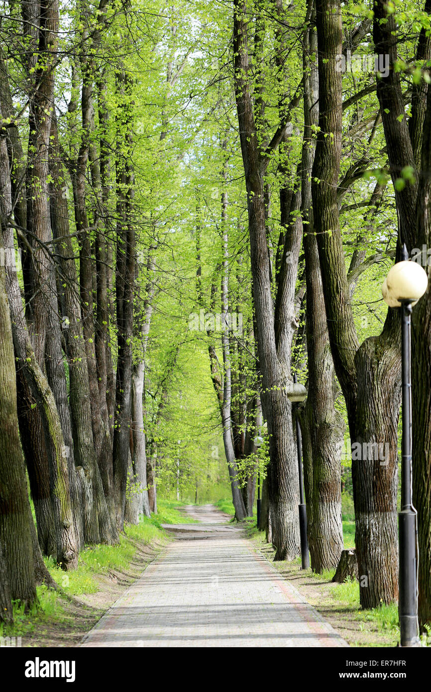 Beautiful road trees in forest hi-res stock photography and images - Alamy
