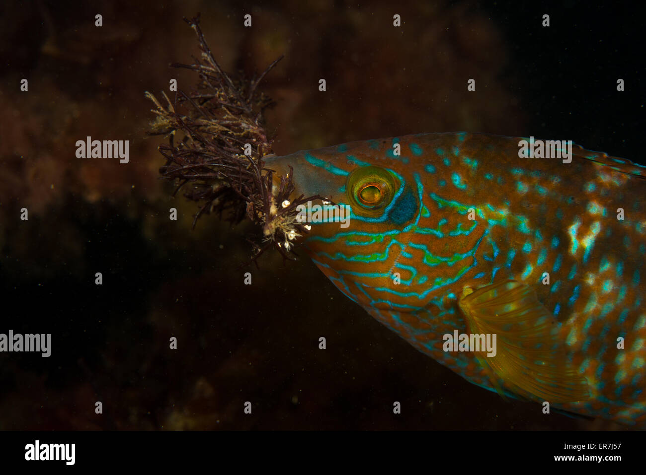 Copyright c roberts all rights reserved hi-res stock photography and ...