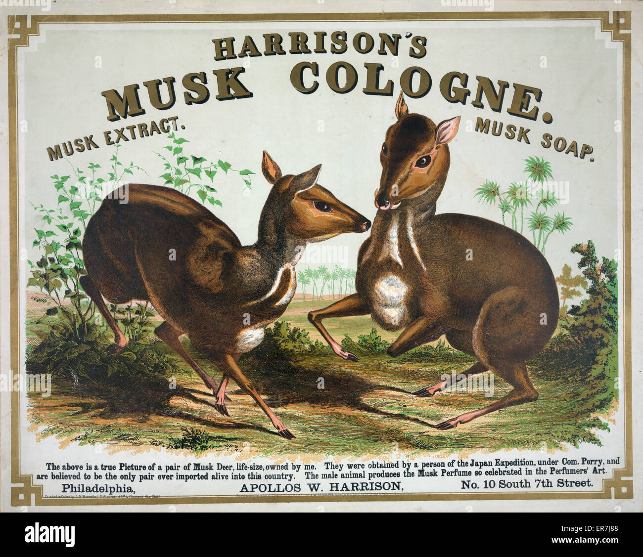 Harrison's musk cologne. Philadelphia musk deer Stock Photo - Alamy