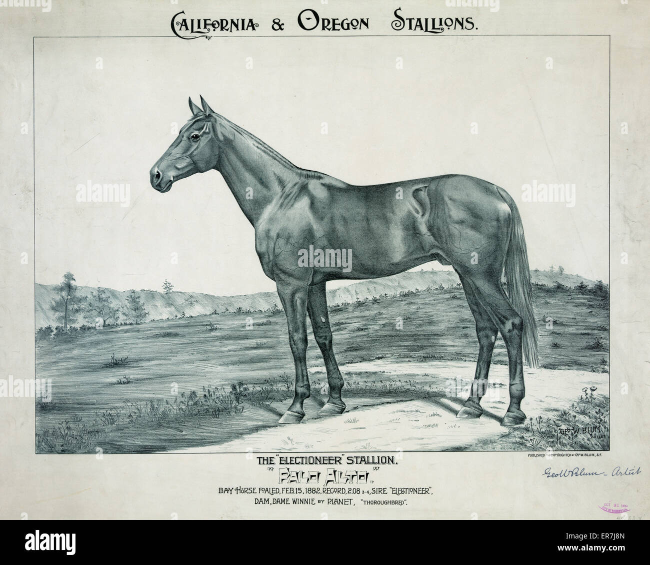 The Electioneer stallion, Palo Alto Stock Photo - Alamy