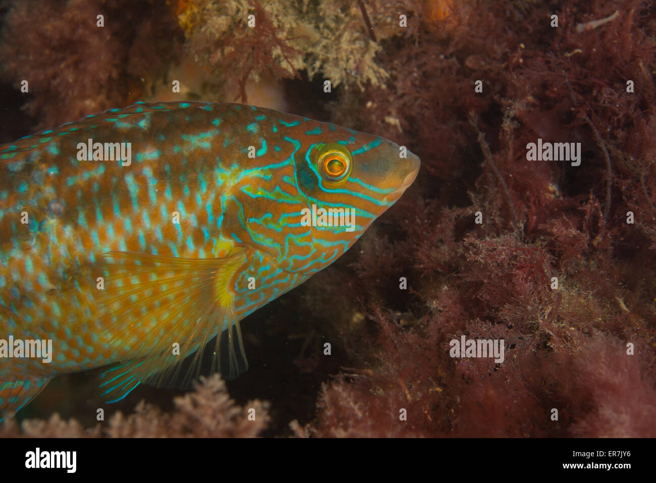 Corkwing wrasse hi-res stock photography and images - Alamy