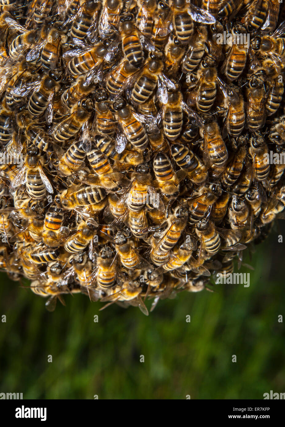 A swarm of honey bees,who have left the original colony, gather around ...