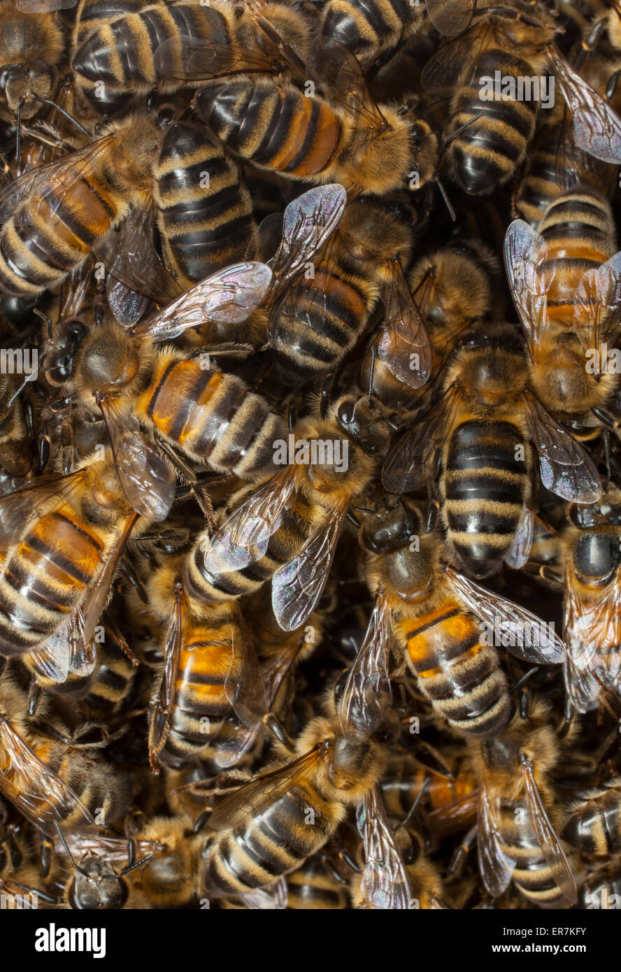 A swarm of honey bees,who have left the original colony, gather around ...