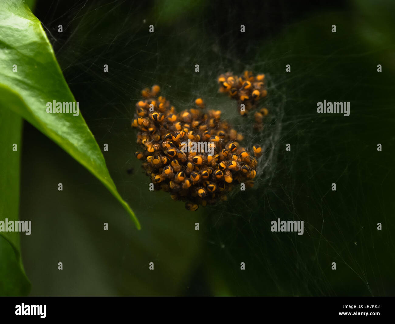 Spider hatchlings hi-res stock photography and images - Alamy