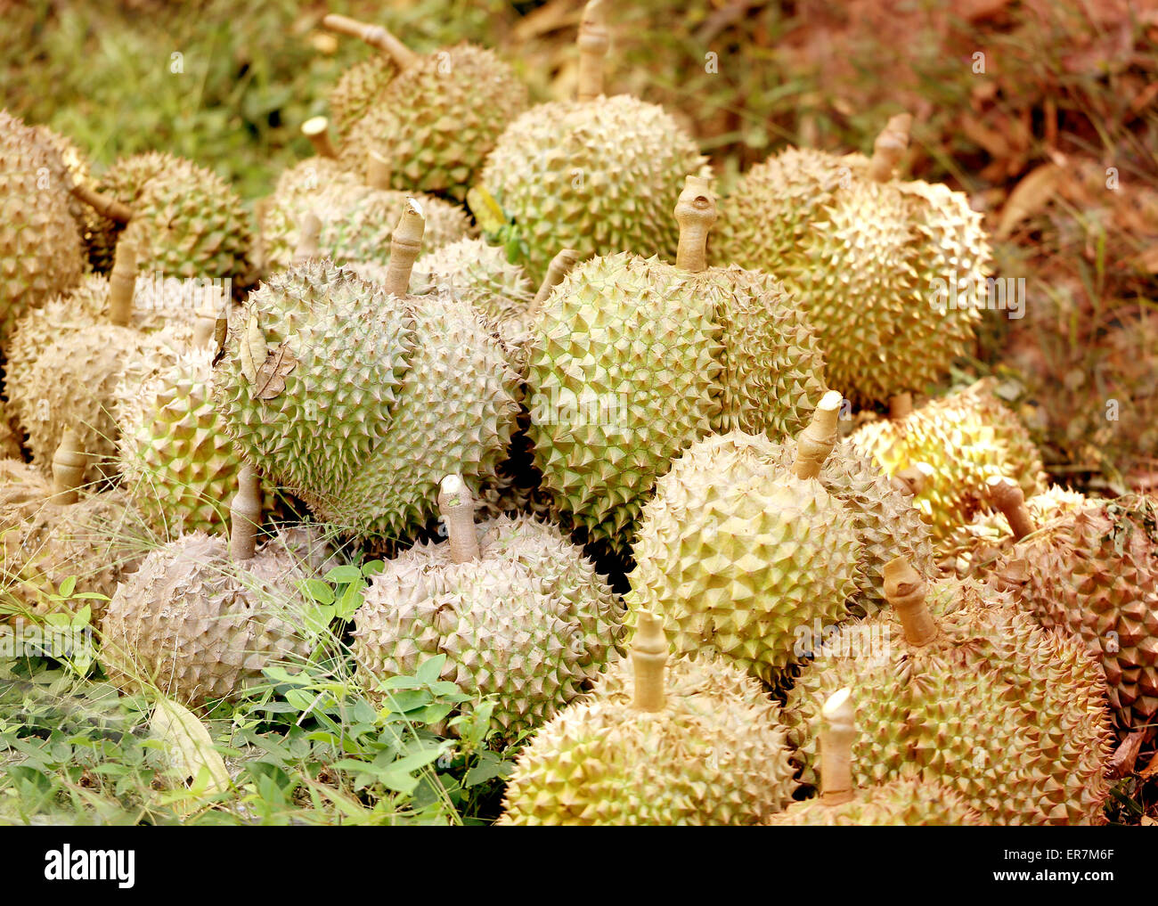 Background of the king of fruits durian growing in Thailand Stock Photo ...