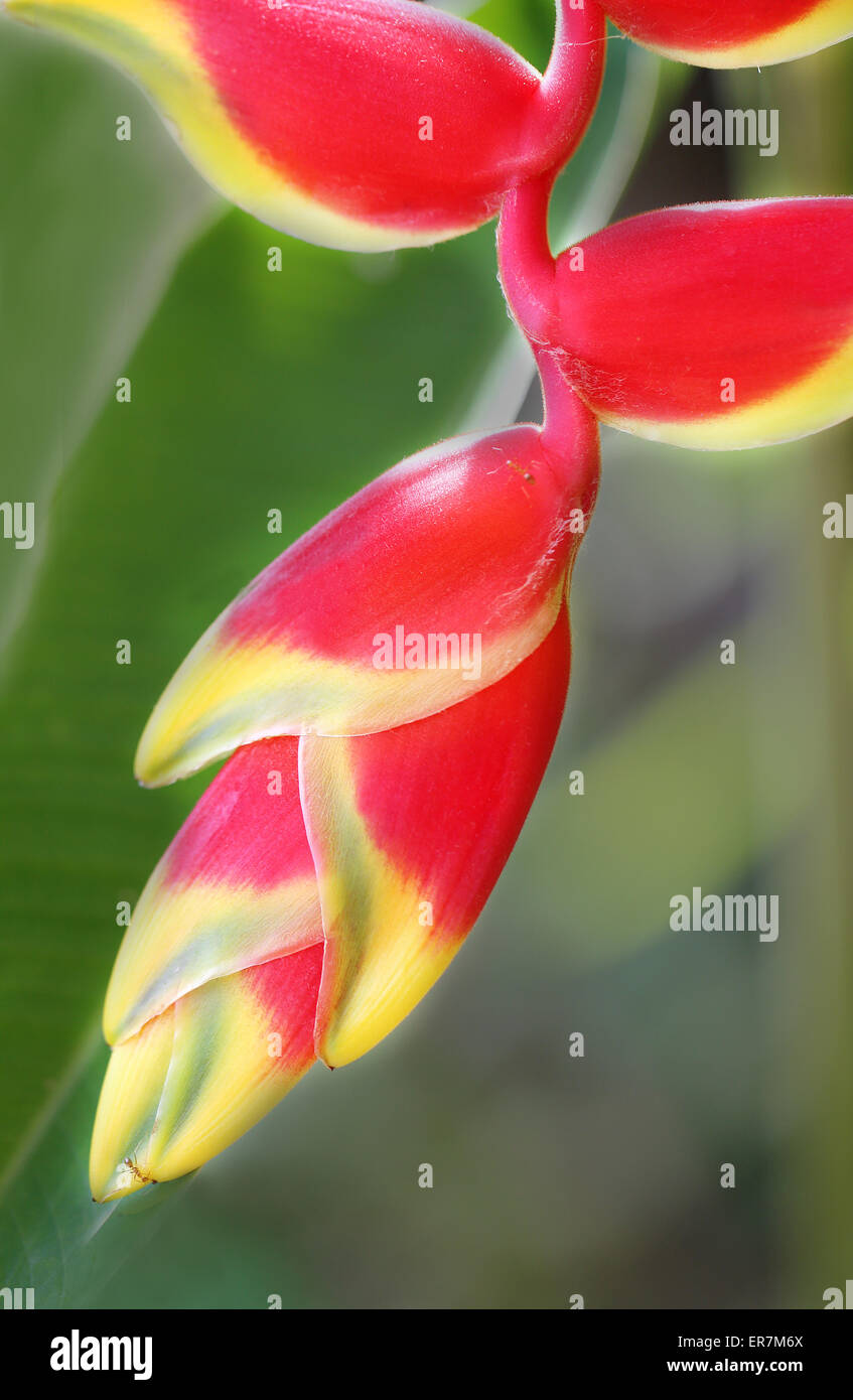 beautiful colorful tropical flower photographed close up Stock Photo ...
