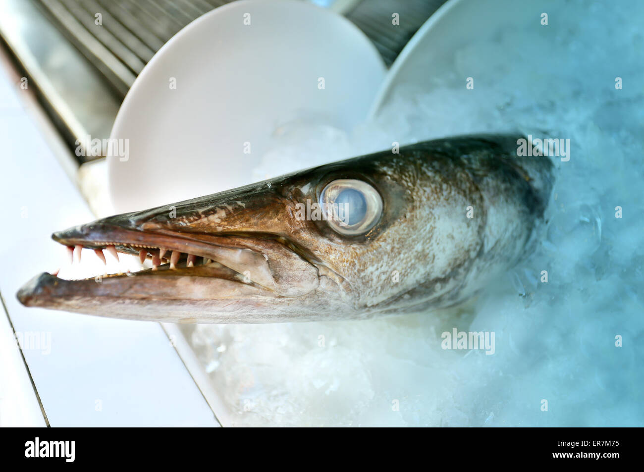 Barracuda fish head on the ice is photographed close-up Stock Photo - Alamy