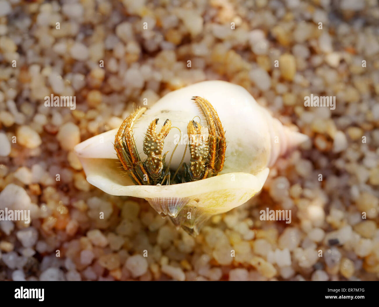 Beautiful sea shell on the sand is photographed close-up Stock Photo ...