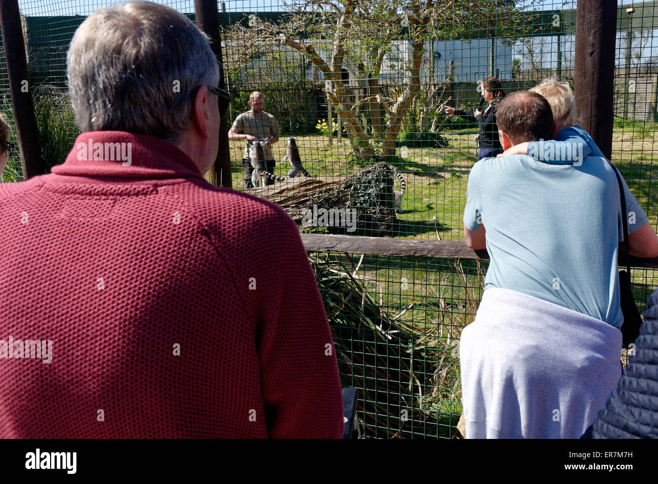 Tourists Looking, Feeding Time Lamurs, Sandown Zoo, sandown, Isle of ...