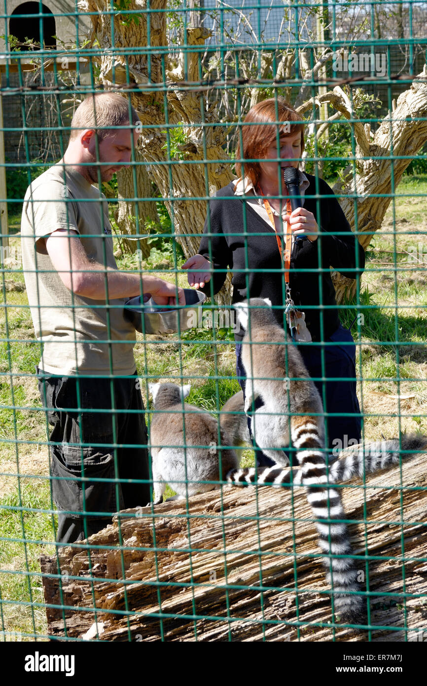 Zoo Keepers in Lamur Cage, Sandown Zoo, Isle of Wight, England, UK, GB ...