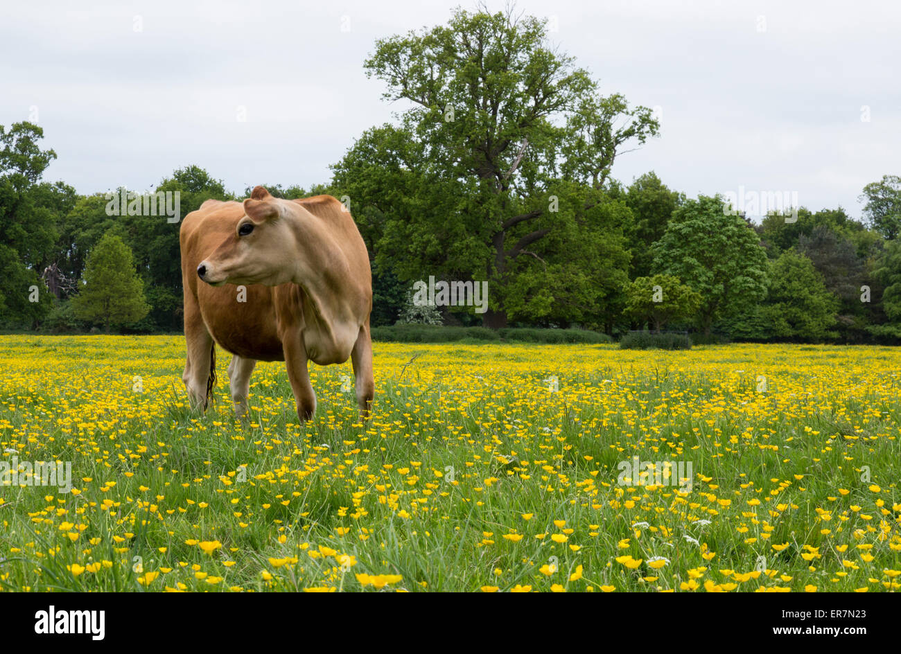 Dairy cow in a meadow of buttercups during the spring Stock Photo - Alamy