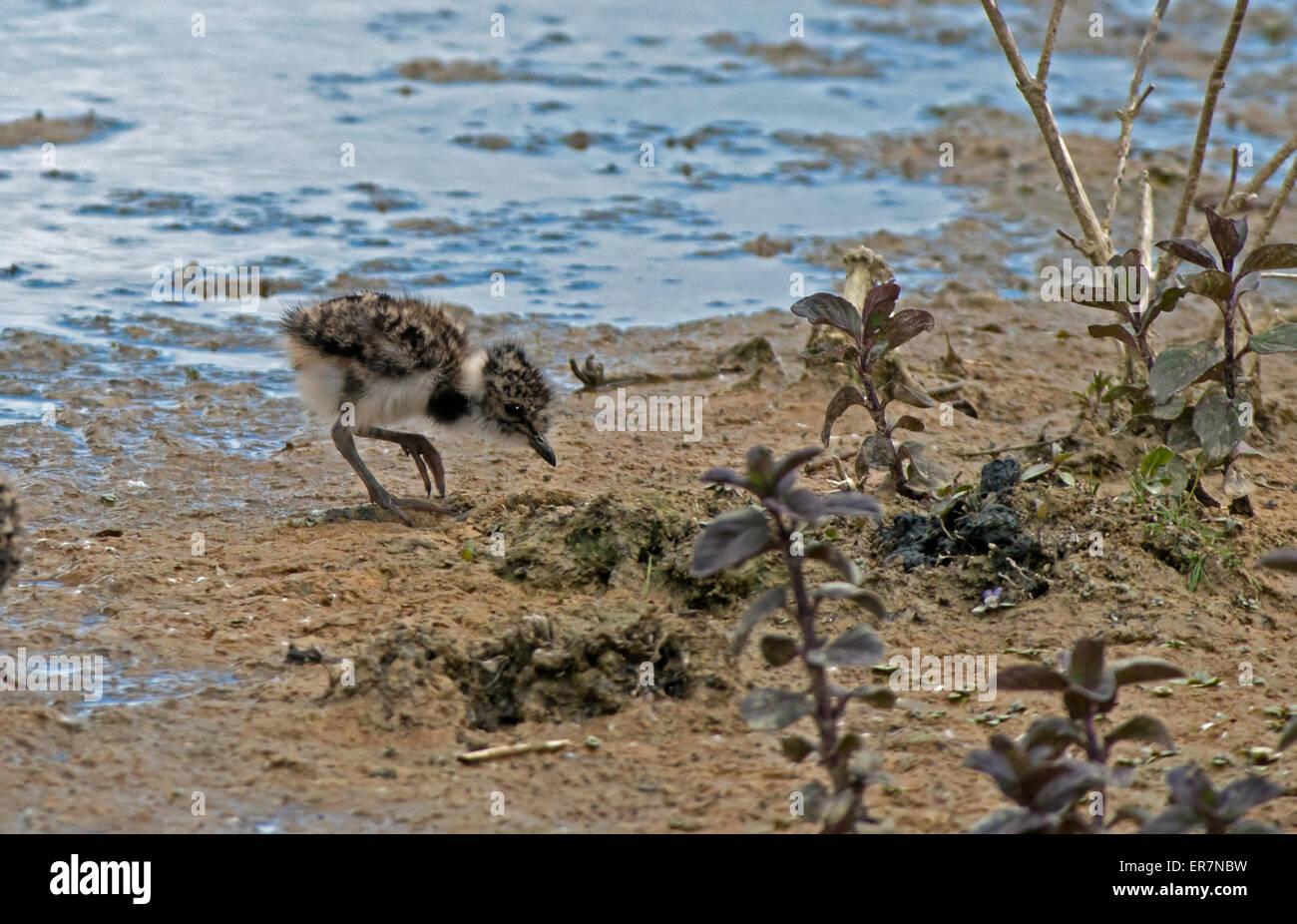 Baby lapwing hi-res stock photography and images - Alamy
