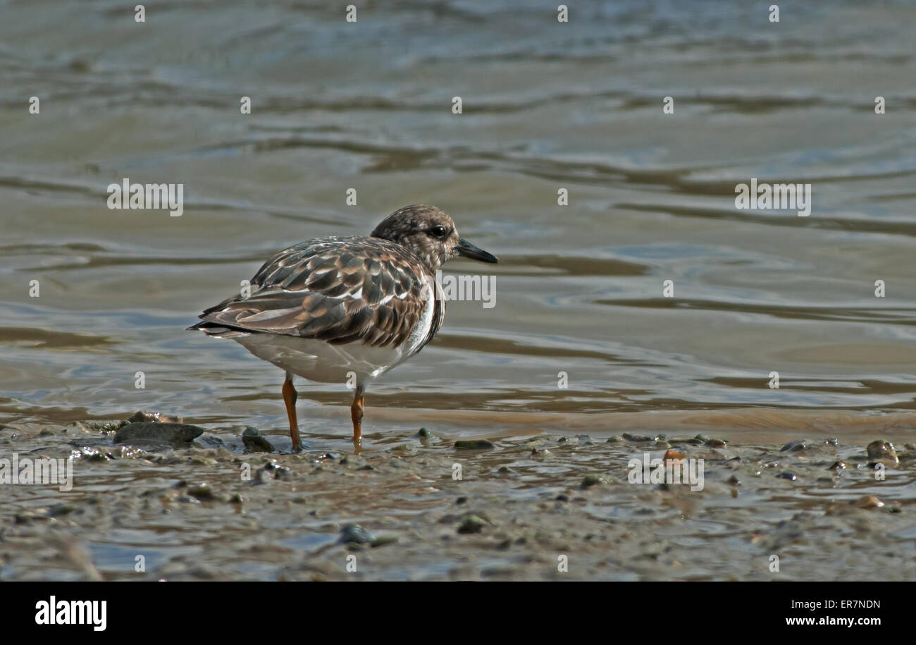 Arenaria interpres uk hi-res stock photography and images - Alamy