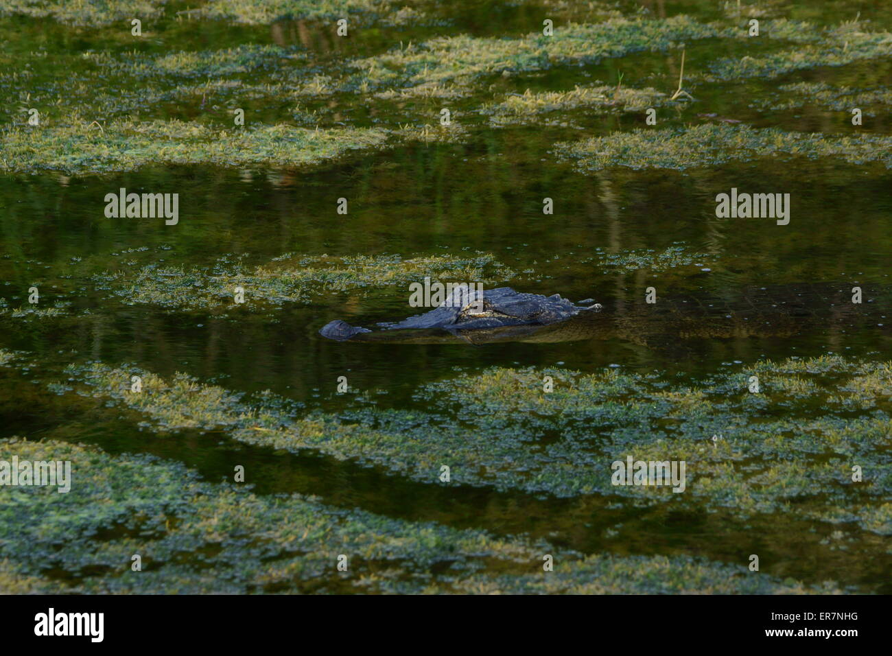 Alligator hiding in Florida swamp Stock Photo - Alamy