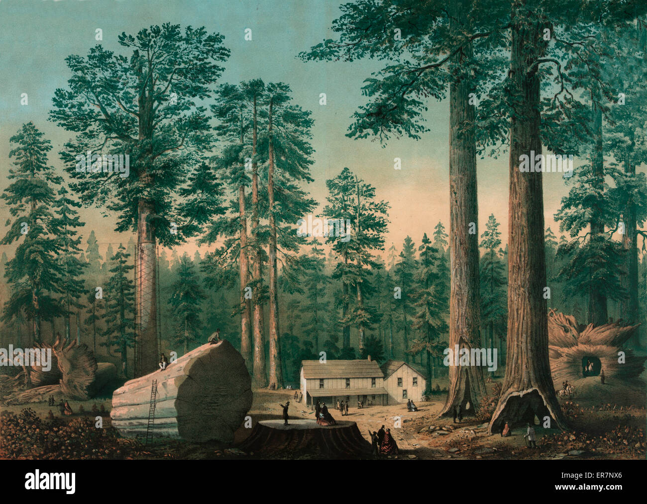 The mammoth trees (Sequoia gigantea), California (Calaveras Stock Photo ...