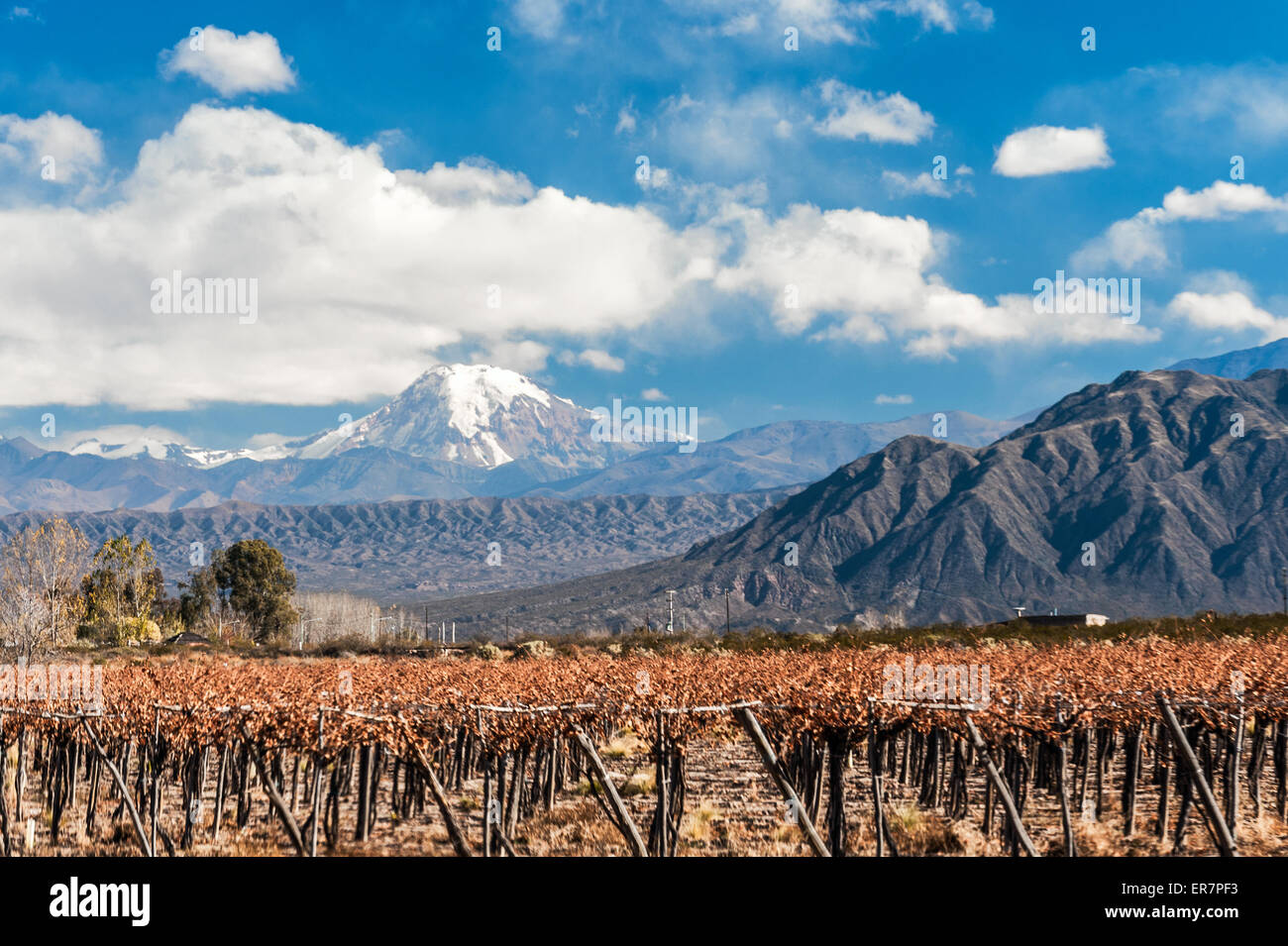 Volcano Aconcagua and Vineyard in the Andes mountain range, in the ...