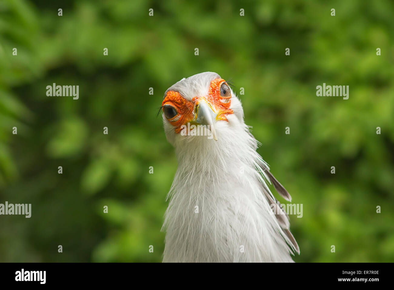 Portrait of a beautiful big predator bird, Sagittarius Serpentarius ...