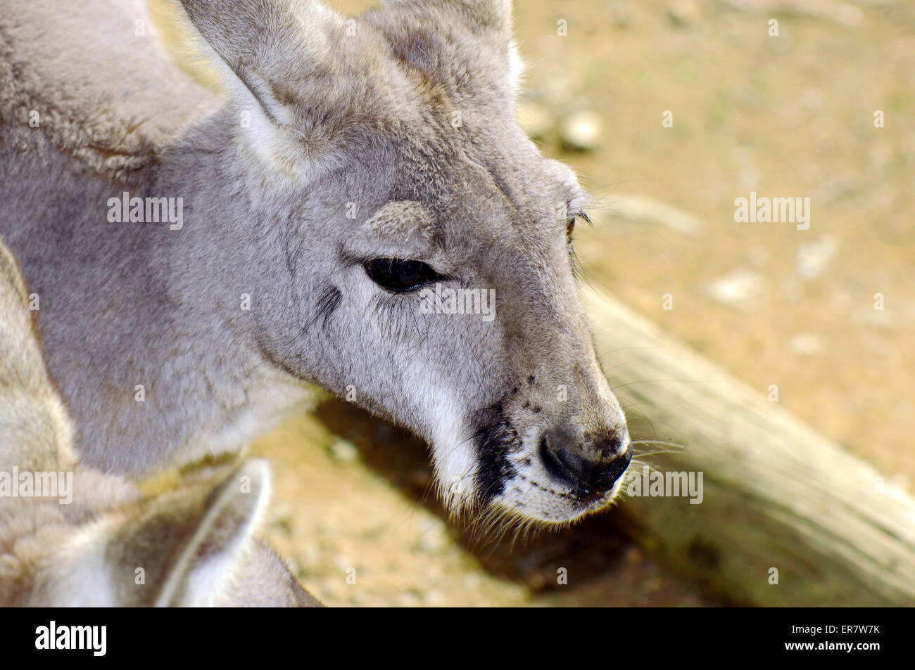 Australian Western Grey Kangaroo in Natural Setting, closeup Stock ...
