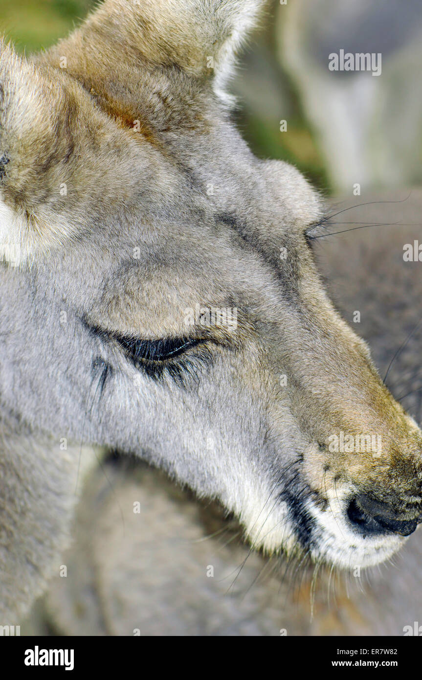 Kangaroo Head Stock Photos & Kangaroo Head Stock Images - Alamy