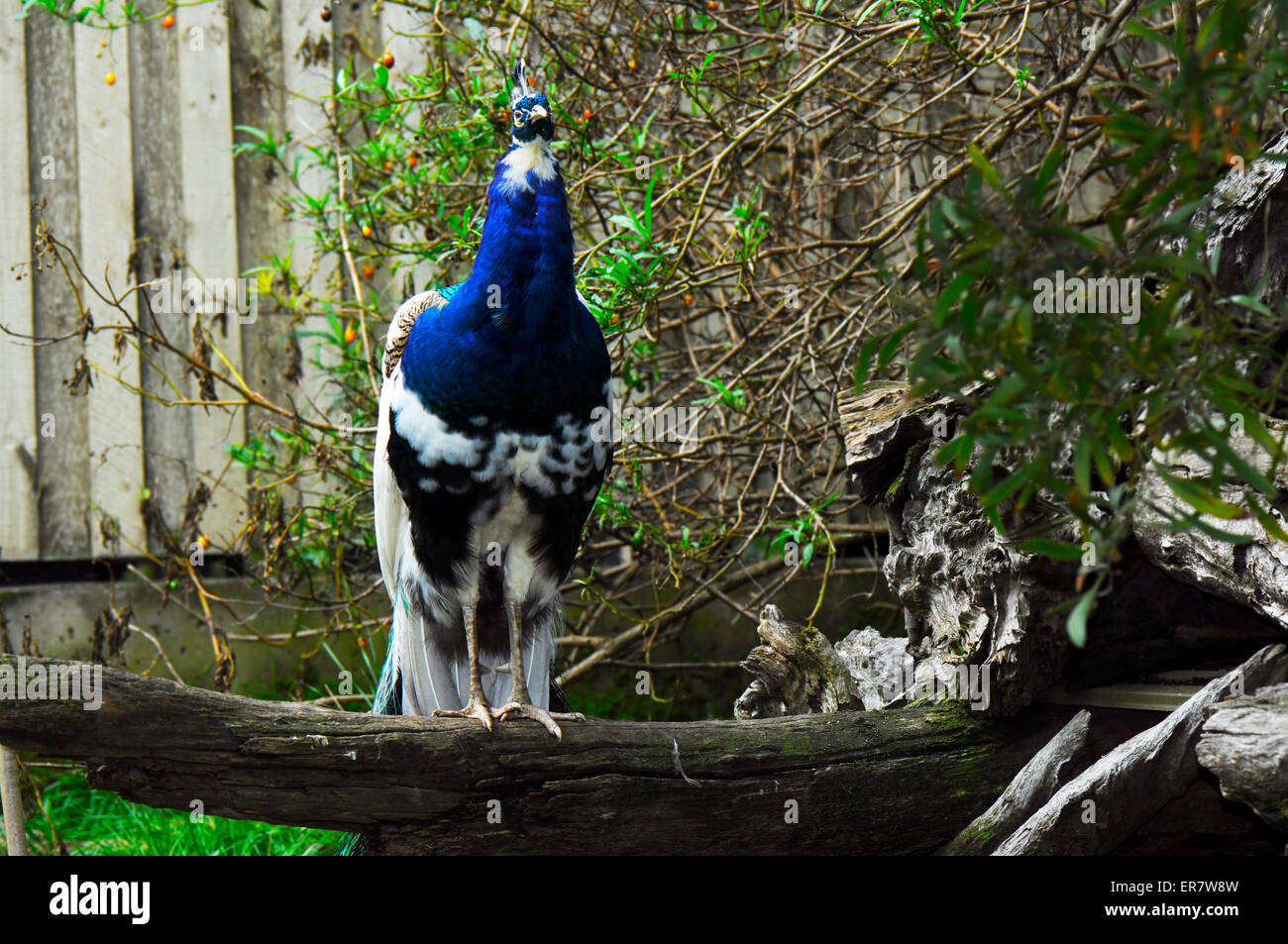 Indian Blue Peacock High Resolution Stock Photography and Images - Alamy