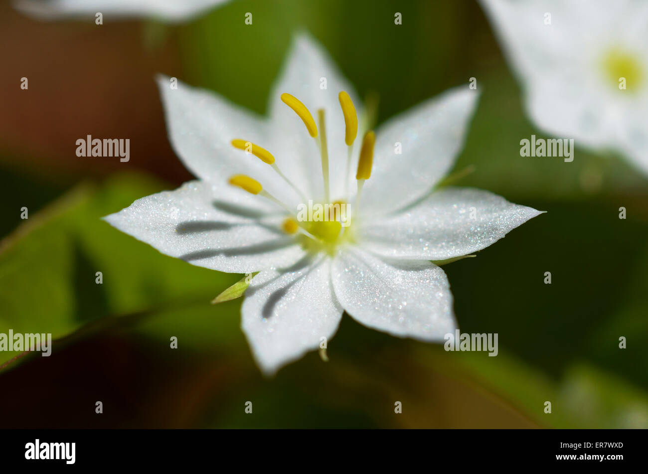 Starflower seen up close Stock Photo - Alamy