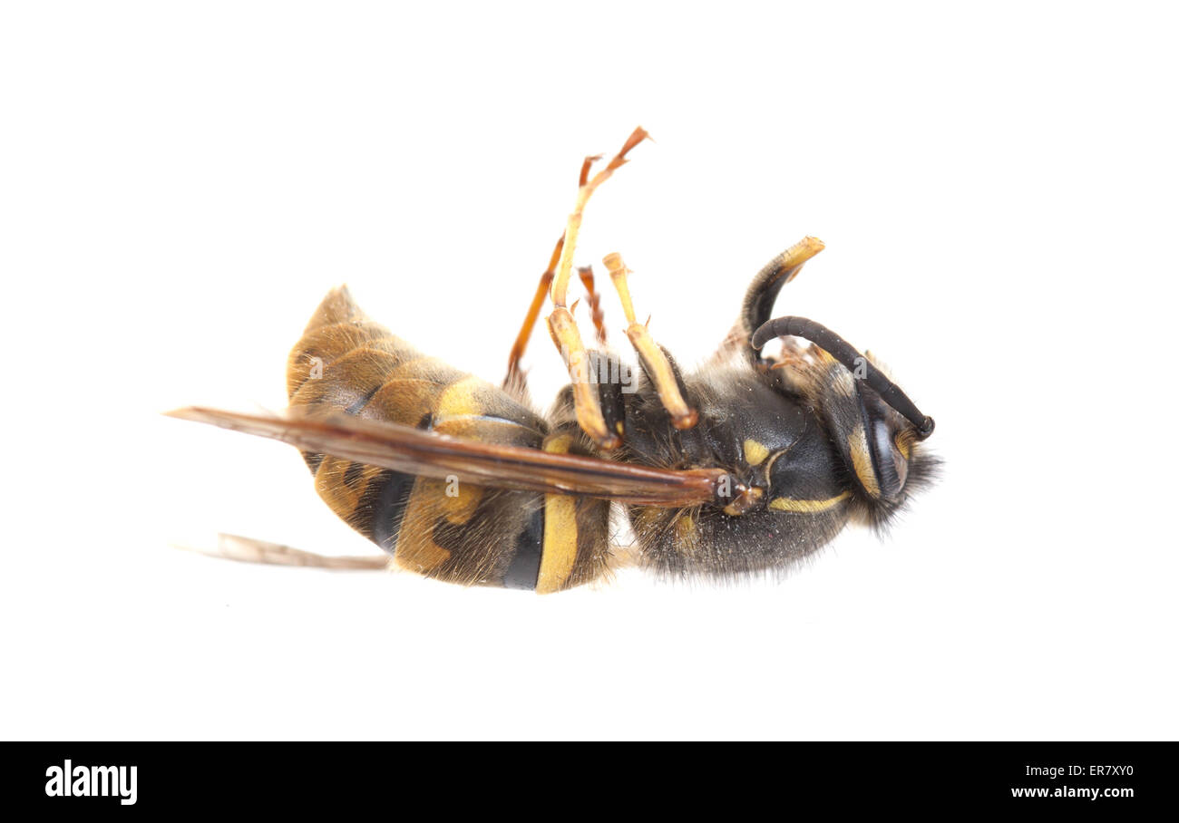 Dead wasp isolated on a white background Stock Photo - Alamy